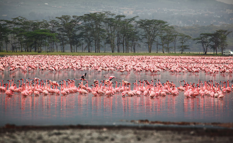 Attractions In Nakuru County | Discover Unique Wildlife Attractions in ...