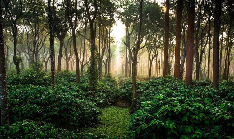 15 Places to Visit In Coorg In 3 Days In 2024: Updated List