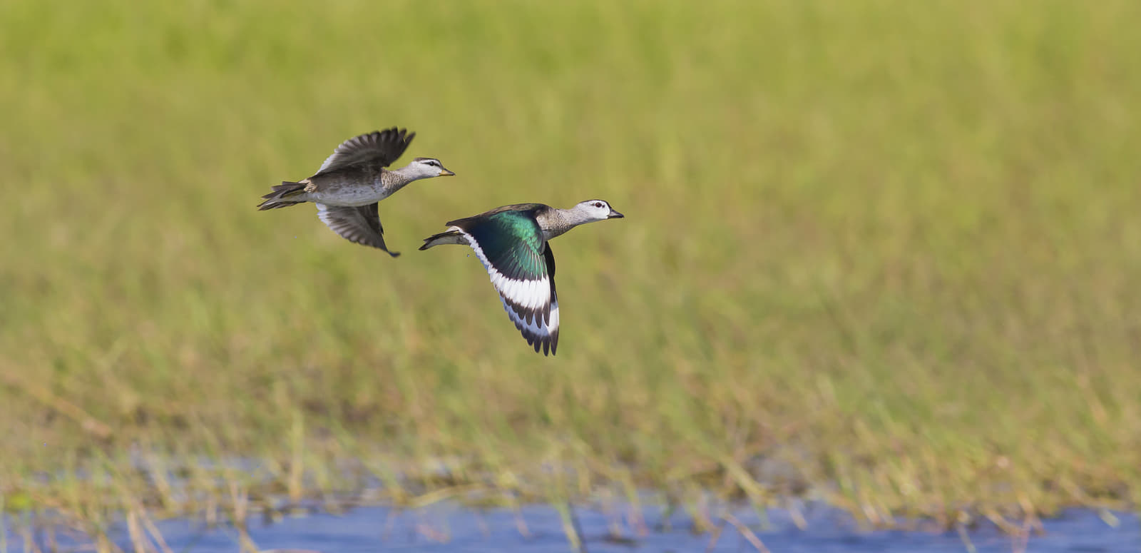 Harike Bird Sanctuary Tour