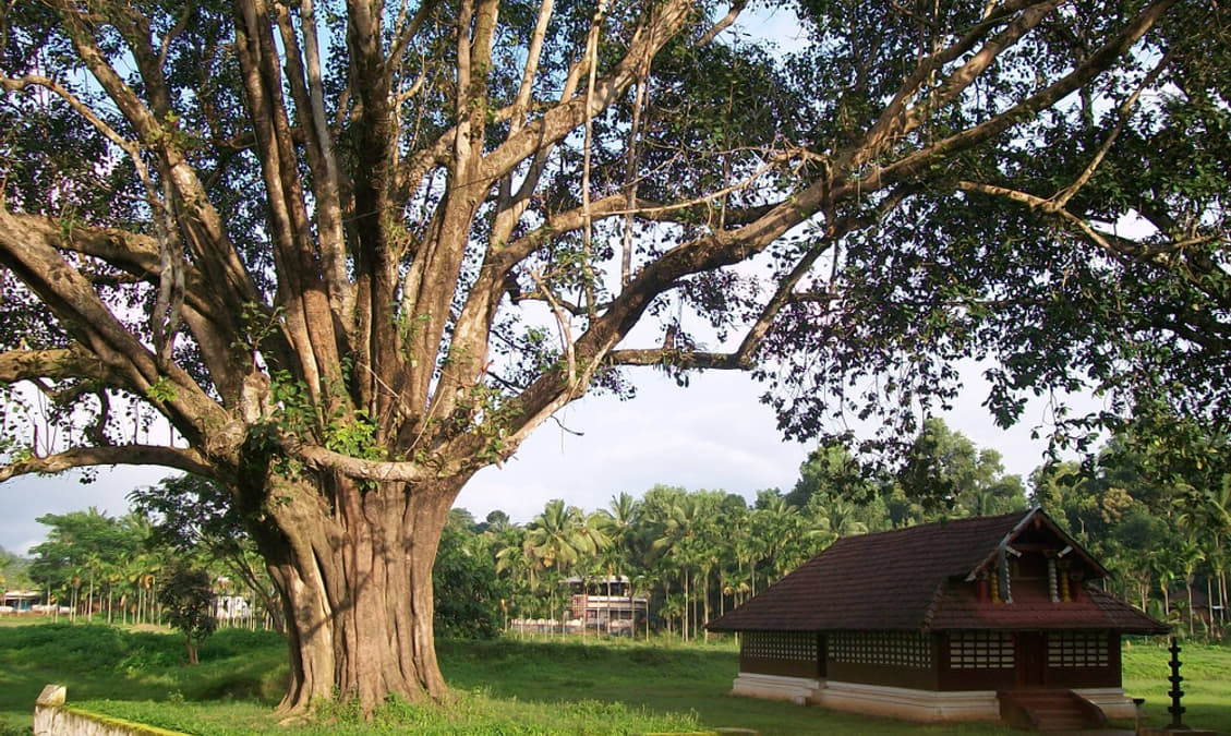 20 Kalpetta Tourist Places For A Scenic Escape in 2025