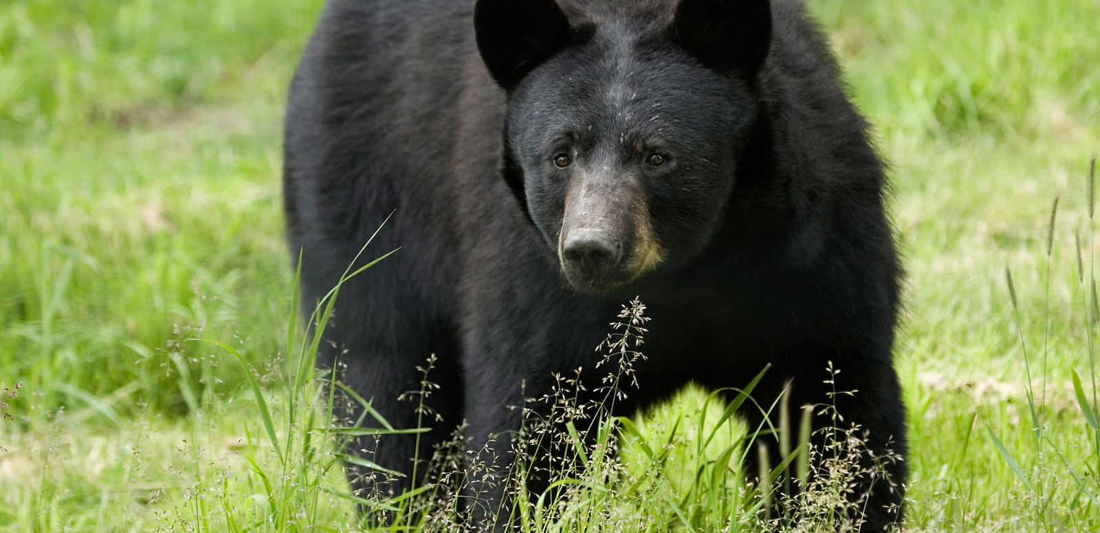Whales & Bears Of British Columbia Canada