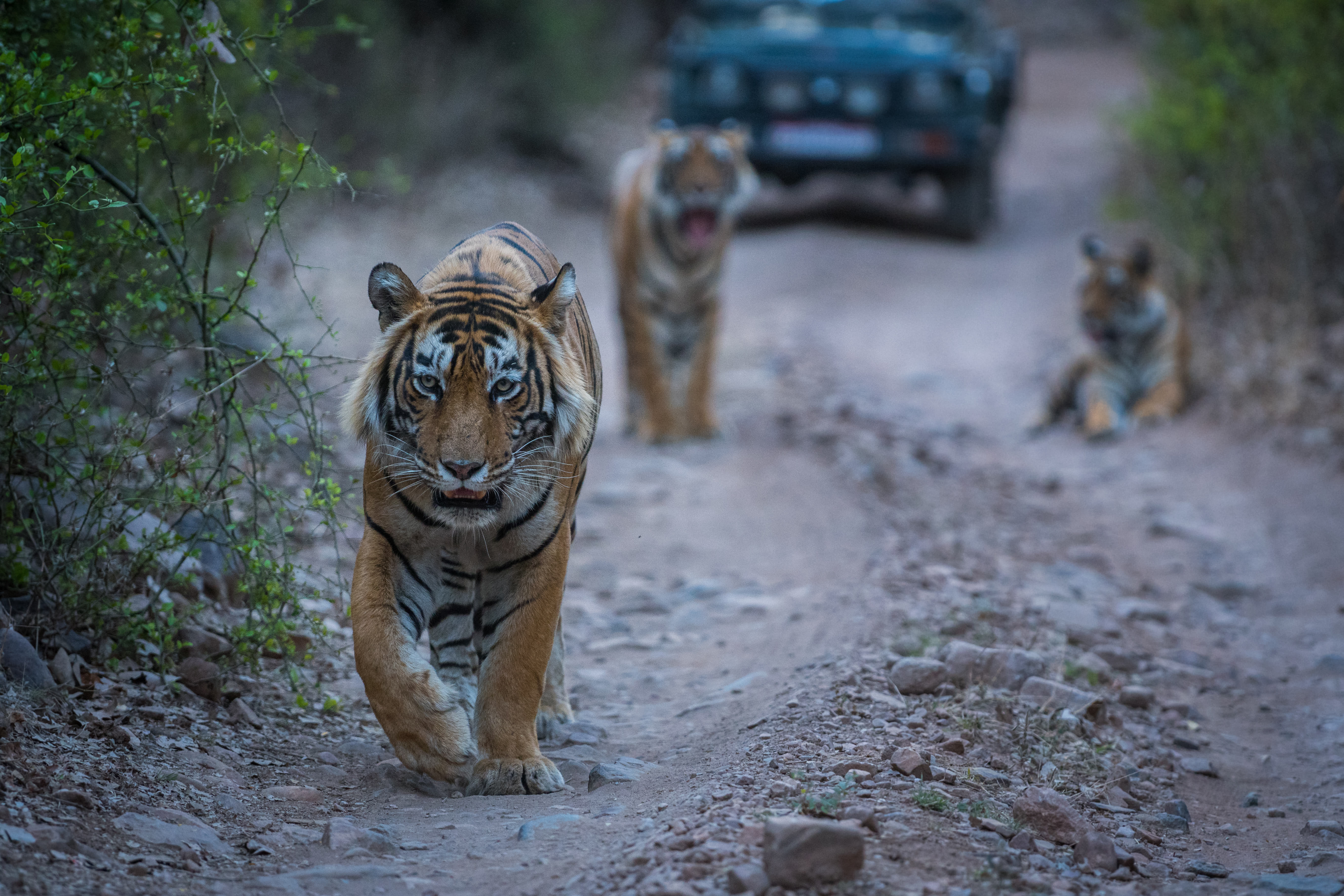 Tiger Reserves in Rajasthan For The Wildlife Enthusiasts 2025