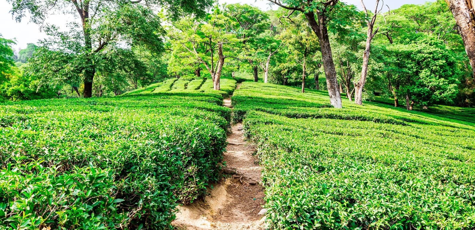 Tea Estate Tour, Bihar | Book Now @21% Off