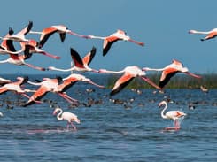 15 Best Places to Experience Wildlife in Bihar