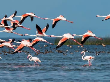 15 Best Places to Experience Wildlife in Bihar