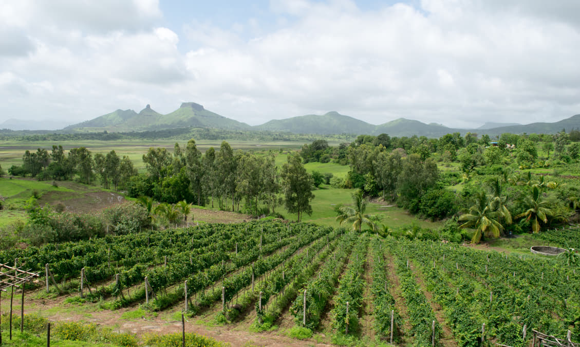 10 Vineyards in Nashik Every Wine Lover Must Visit in 2025