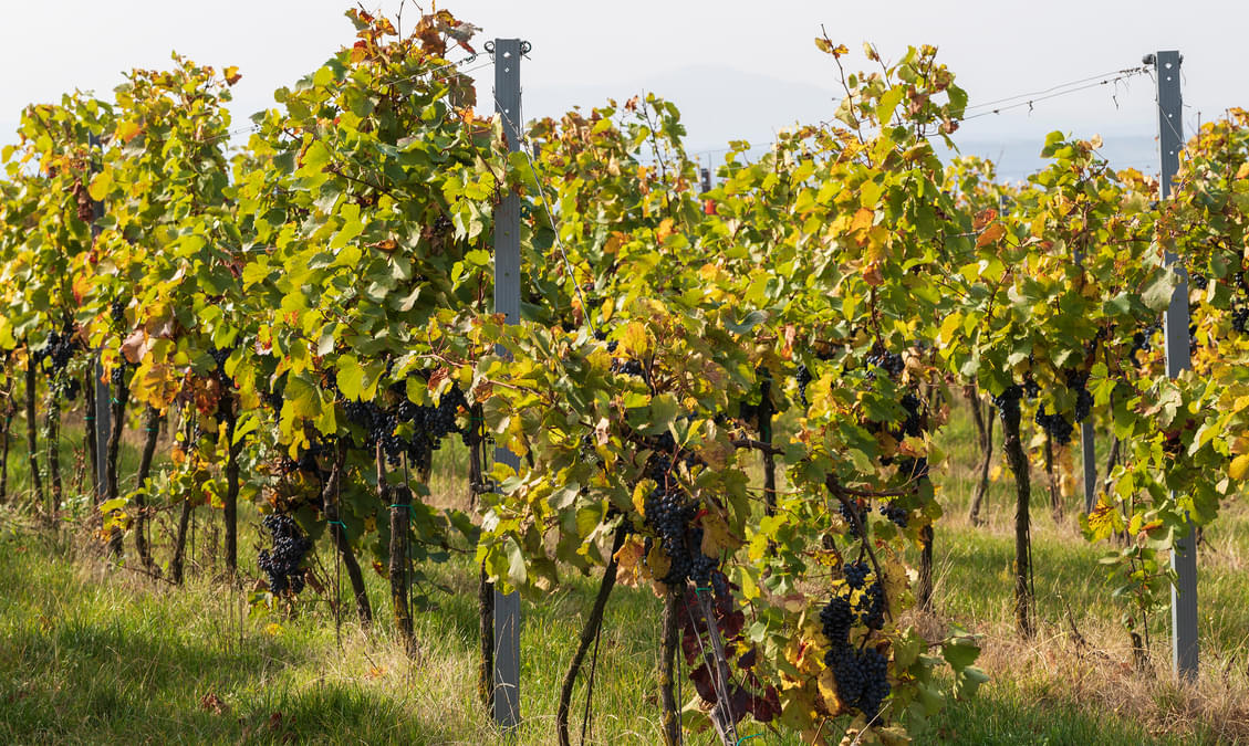 10 Vineyards in Nashik Every Wine Lover Must Visit in 2024