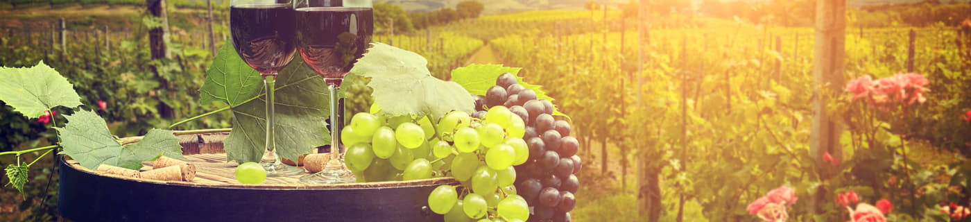 10 Vineyards in Nashik Every Wine Lover Must Visit in 2026