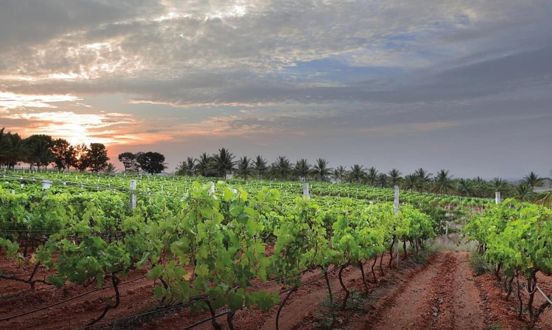 10 Vineyards in Nashik Every Wine Lover Must Visit in 2025