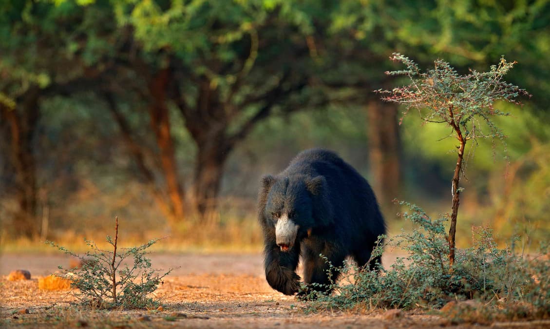 20 Wildlife Sanctuaries near Pune for an Adventurous Getaway