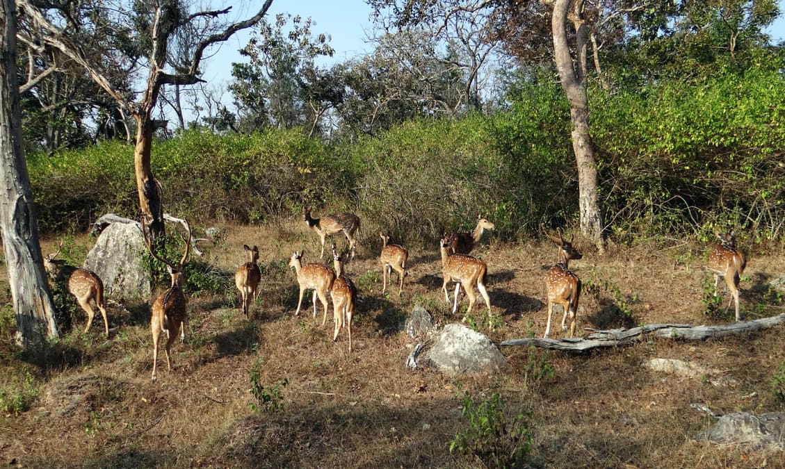 20 Wildlife Sanctuaries near Pune for an Adventurous Getaway