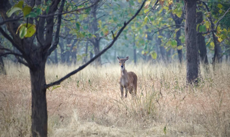 20 Wildlife Sanctuaries near Pune for an Adventurous Getaway