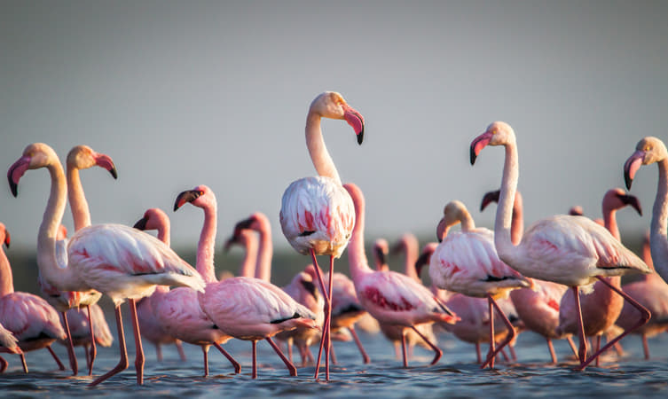 20 Wildlife Sanctuaries near Pune for an Adventurous Getaway