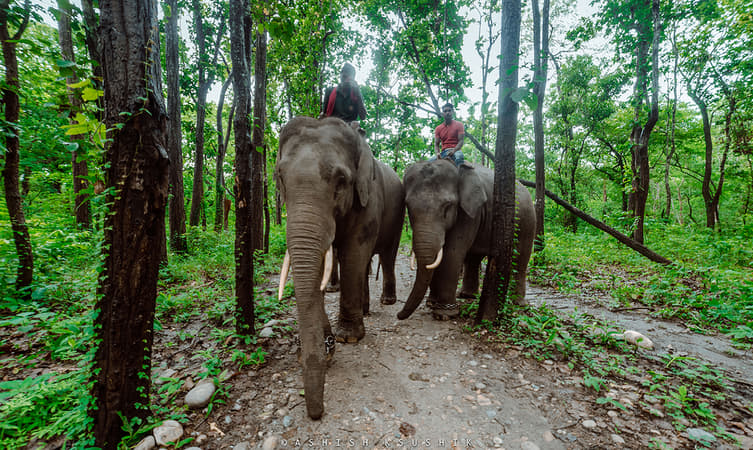 15 Best Places to Experience Wildlife in Bihar