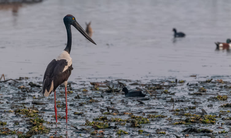 15 Best Places to Experience Wildlife in Bihar