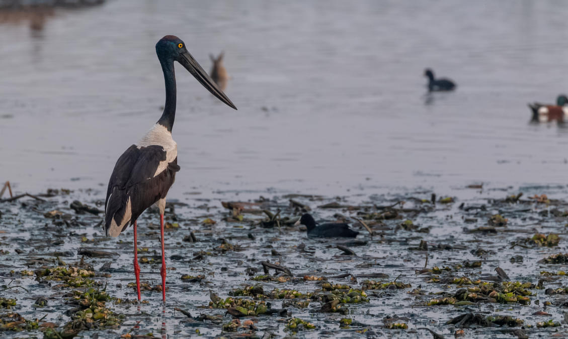 15 Best Places to Experience Wildlife in Bihar