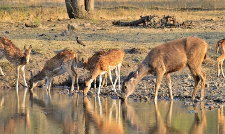 15 Best Places to Experience Wildlife in Bihar