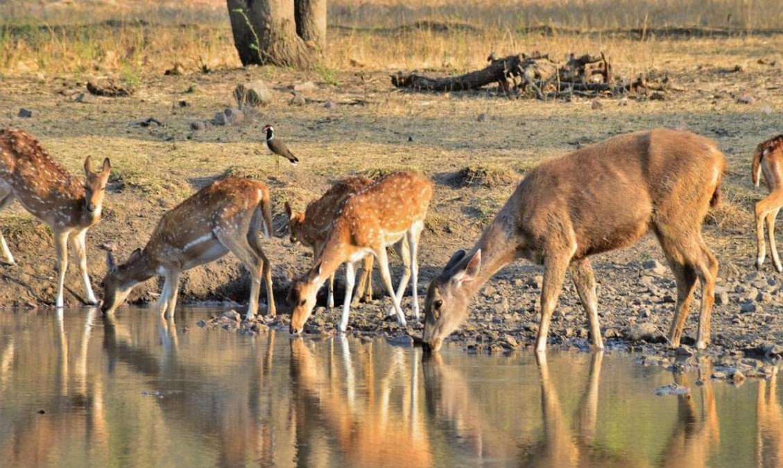 15 Best Places to Experience Wildlife in Bihar