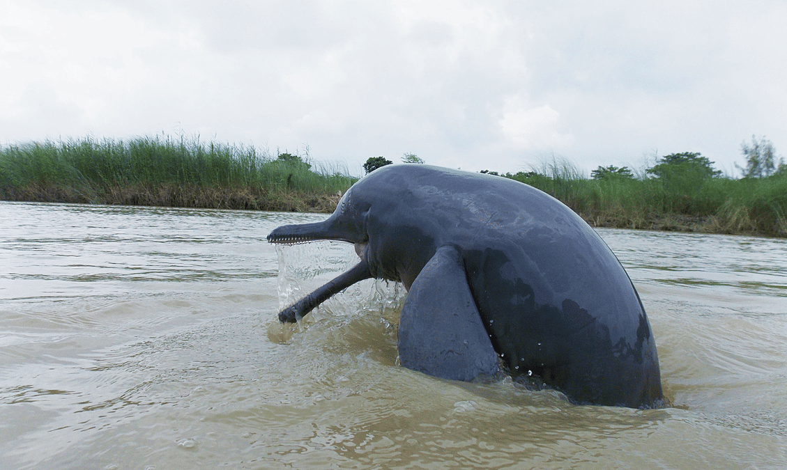 15 Best Places to Experience Wildlife in Bihar