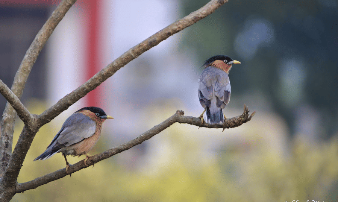 15 Best Places to Experience Wildlife in Bihar