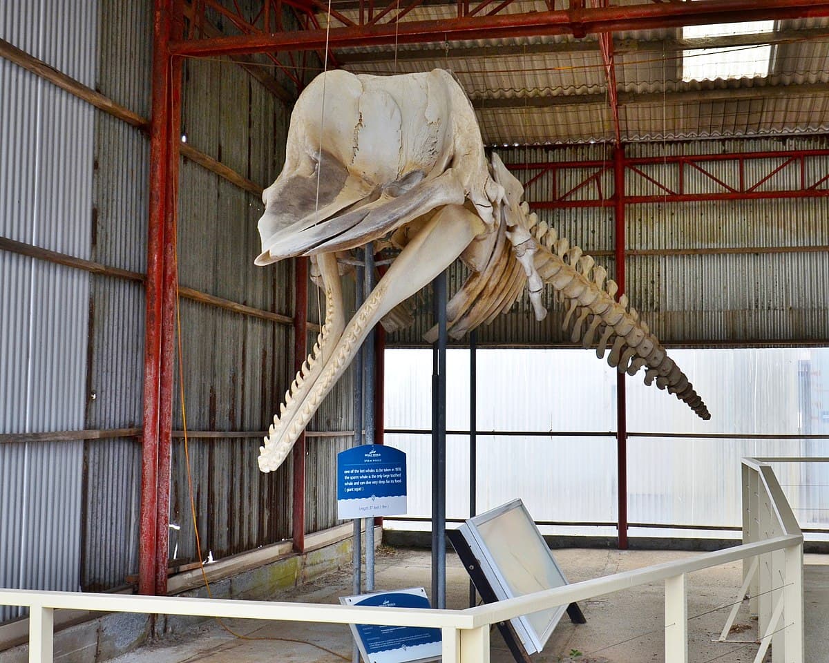 10 Things to Do in Portland Victoria 2023: Updated list