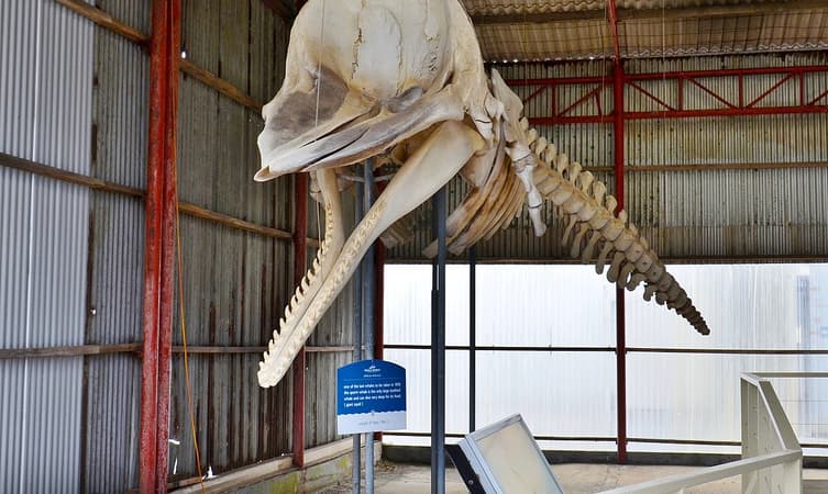 10 Things to Do in Portland Victoria 2023: Updated list