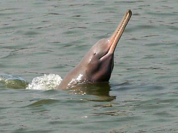 15 Best Places to Experience Wildlife in Bihar