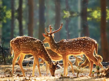 15 Best Places to Experience Wildlife in Bihar