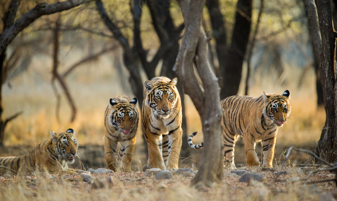 15 Wildlife Safaris in India | Jungle Safaris in India