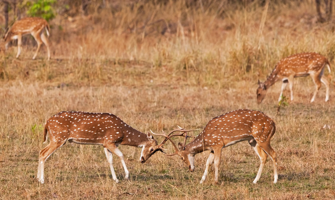 15 Wildlife Safaris in India | Jungle Safaris in India