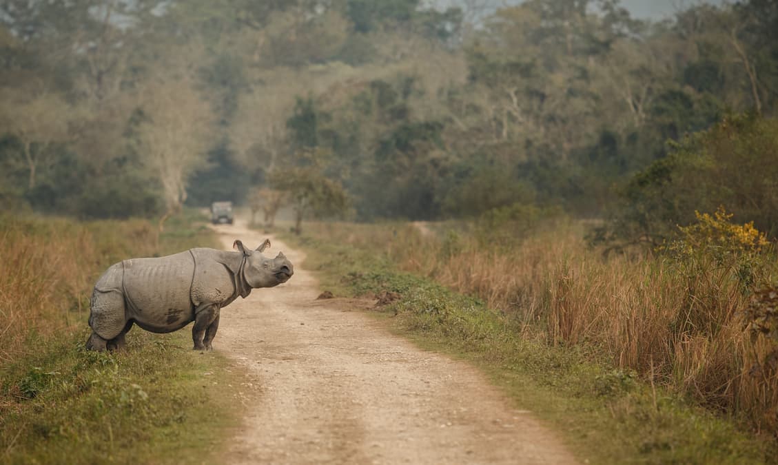 15 Wildlife Safaris in India | Jungle Safaris in India