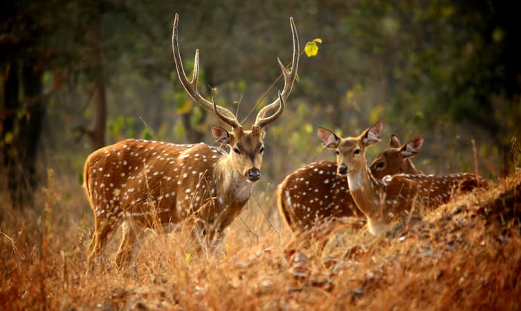 15 Wildlife Safaris in India | Jungle Safaris in India