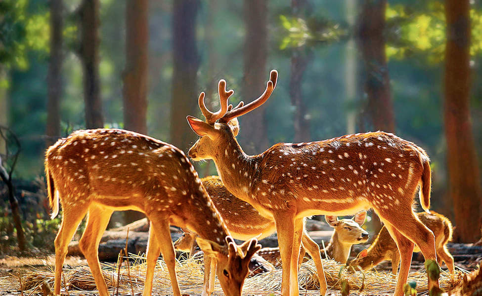 15 Best Places to Experience Wildlife in Bihar