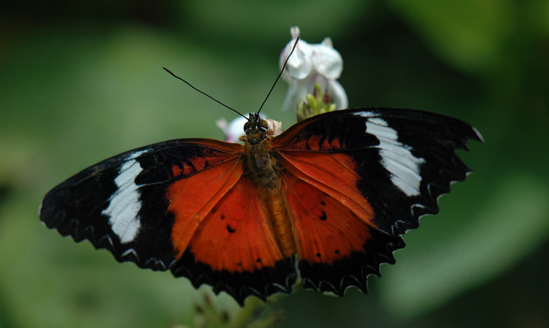 10 Best Wildlife Sanctuaries In Bali To Explore In 2026!