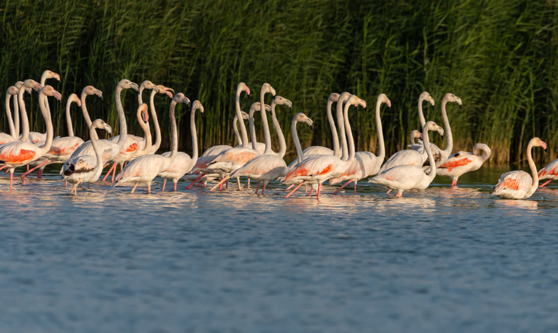 Al Qudra Lake Guide: Things to Do & Places to Visit in 2026