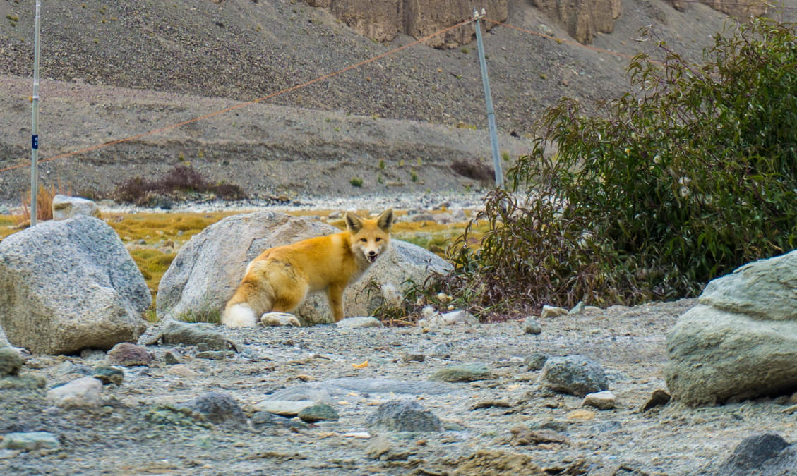 Wildlife of Ladakh - 20 Mammals and Birds