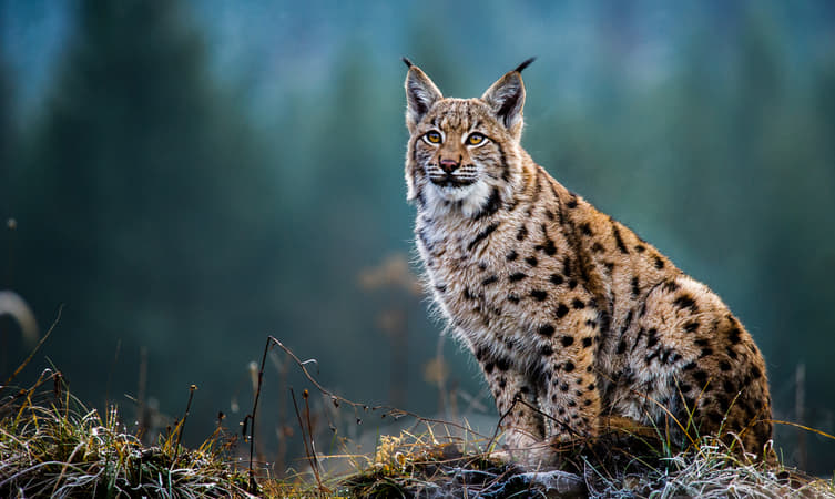 Wildlife of Ladakh - 20 Mammals and Birds