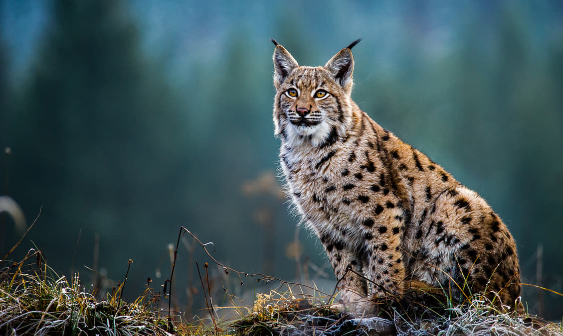 Wildlife of Ladakh - 20 Mammals and Birds