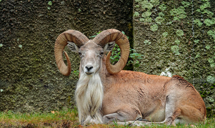 Wildlife of Ladakh - 20 Mammals and Birds