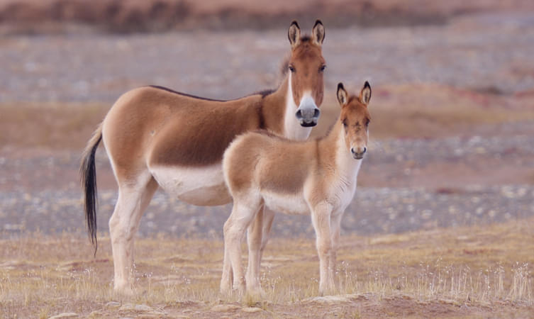 Wildlife of Ladakh - 20 Mammals and Birds