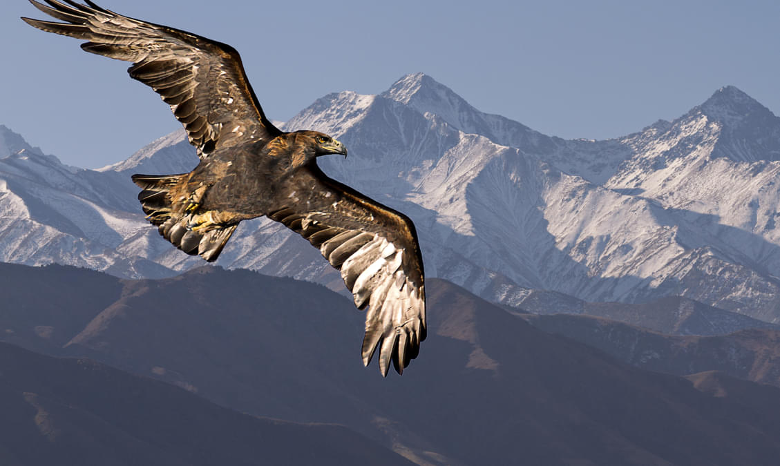 Wildlife of Ladakh - 20 Mammals and Birds