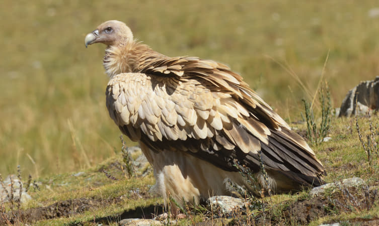 Wildlife of Ladakh - 20 Mammals and Birds