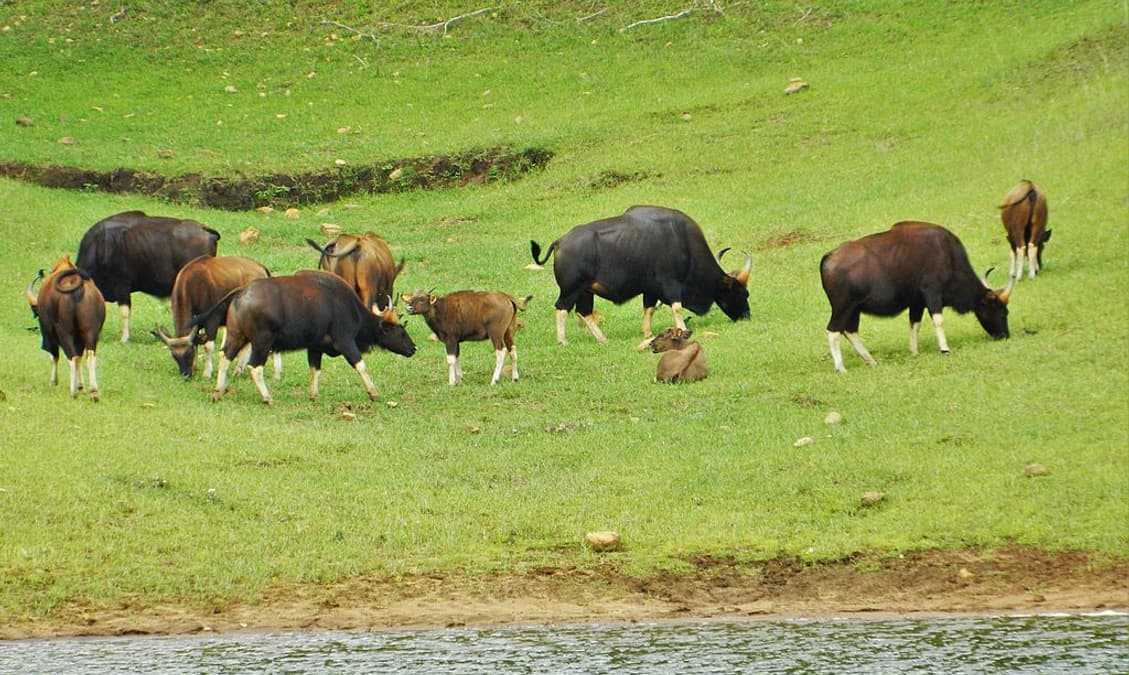 6 National Park in Kerala One Must Visit In 2026!