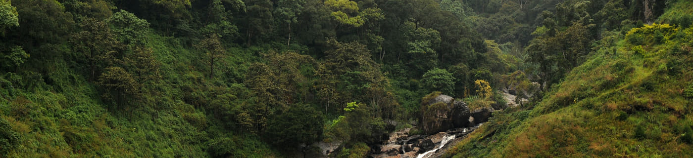 6 National Park in Kerala One Must Visit In 2025!