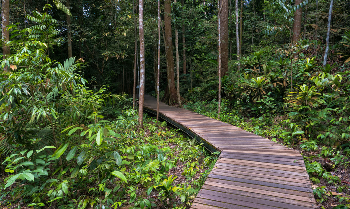 5 Best Trails at MacRitchie Reservoir: From Easy to Difficult