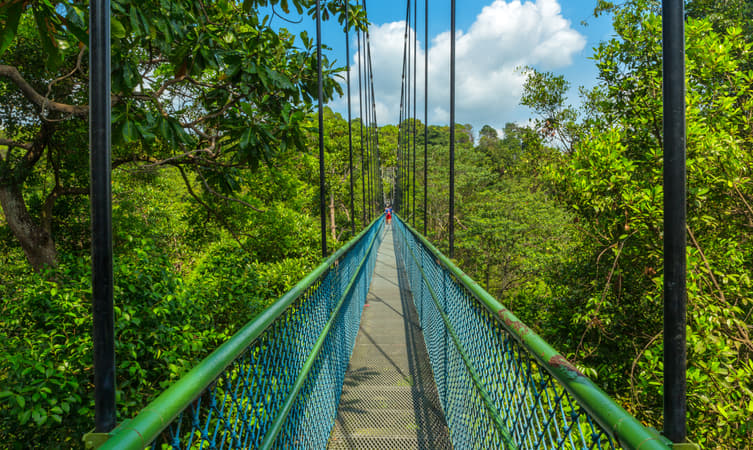 5 Best Trails at MacRitchie Reservoir: From Easy to Difficult