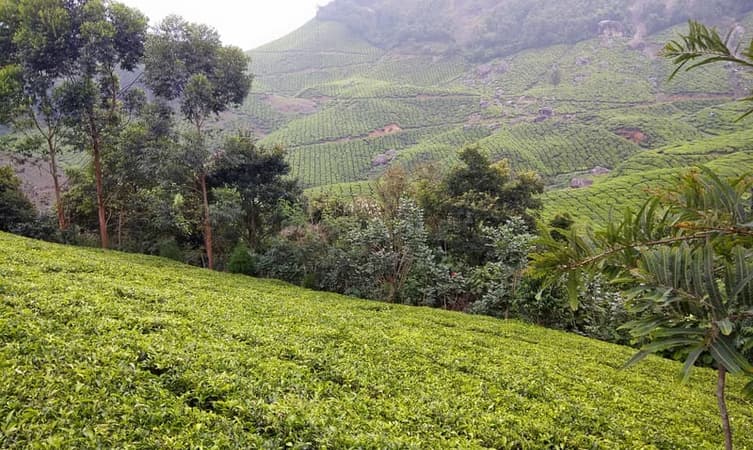 5 Best Tea Plantations in Kerala That You Must Visit in 2025!