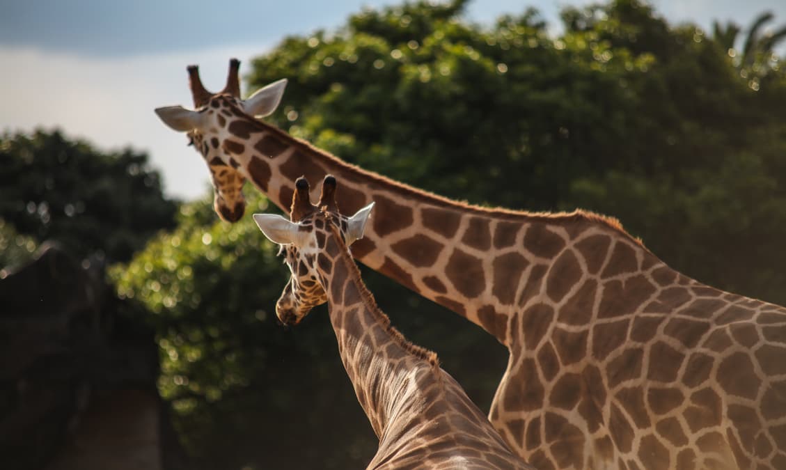10 Zoos in Australia: Book Australia Zoos Tickets @ 30% Off