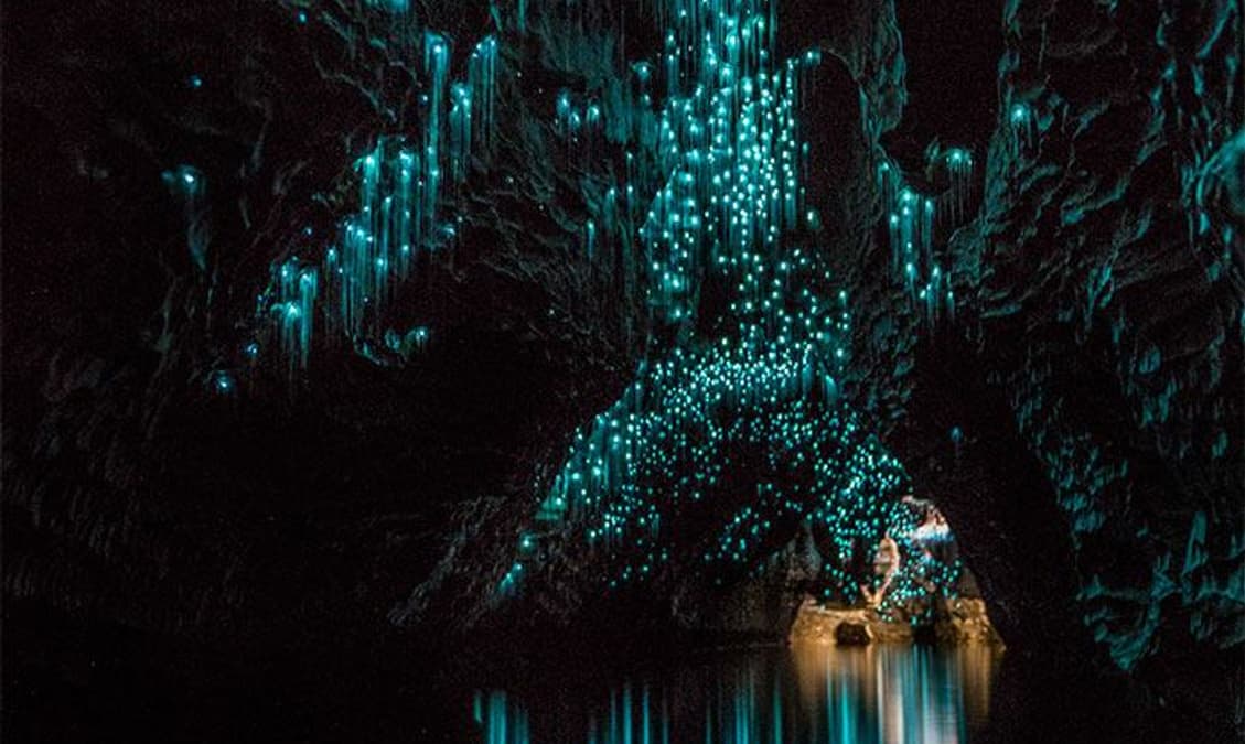 10 Glow Worm Caves In New Zealand For Magical Experience!
