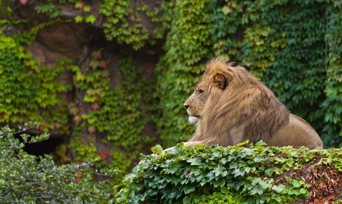 9 Zoos In Chicago To Discover the Incredible Wildlife!